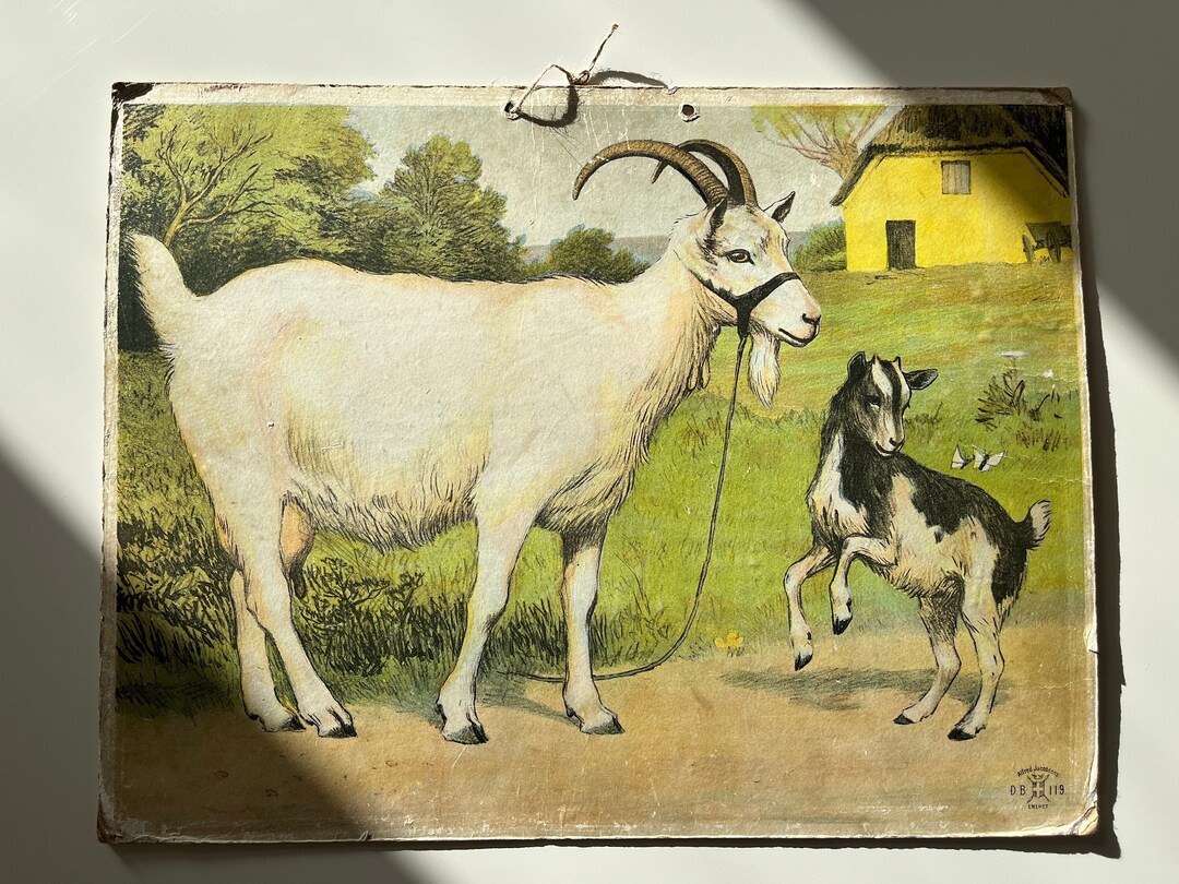 Antik SCHOOL CHART ILLUSTRATION, Double Sided, Goat/ Kid and Cow/calf ...