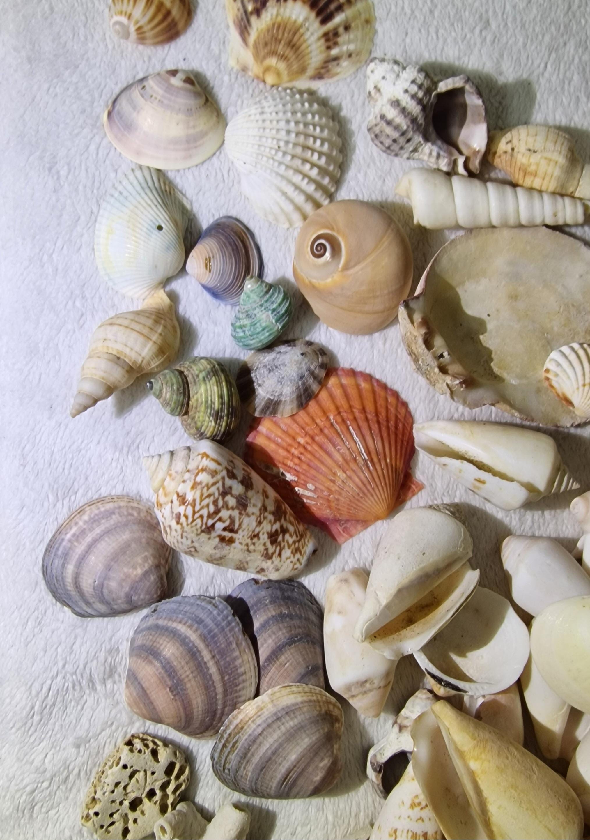 1.5kg Natural Seashell Mix – Coastal Ocean Treasures for Crafting ...