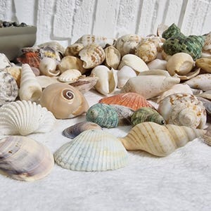 1.5kg Natural Seashell Mix – Coastal Ocean Treasures for Crafting ...
