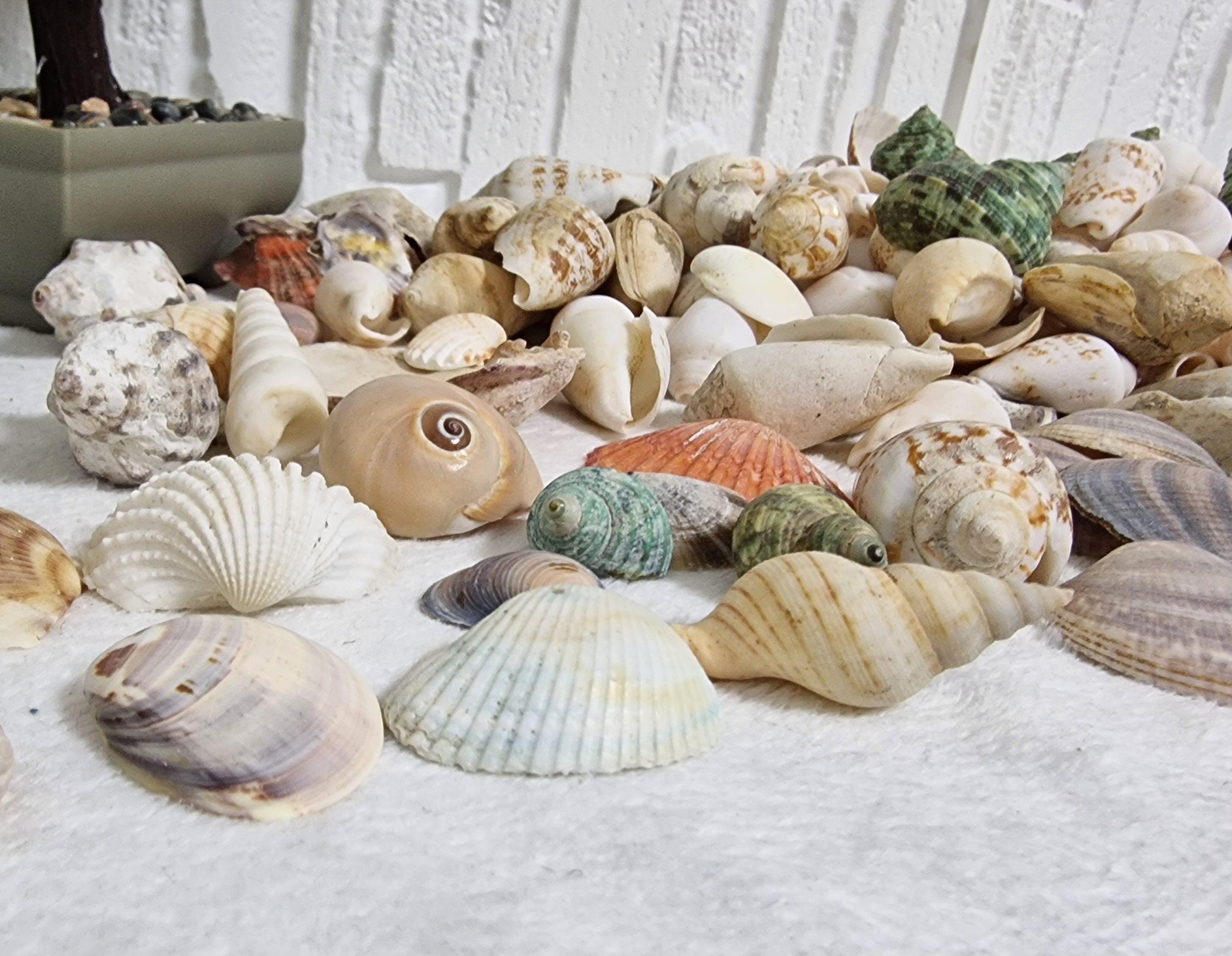 1.5kg Natural Seashell Mix – Coastal Ocean Treasures for Crafting & Decor - Etsy