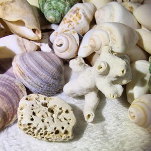 1.5kg Natural Seashell Mix – Coastal Ocean Treasures for Crafting ...