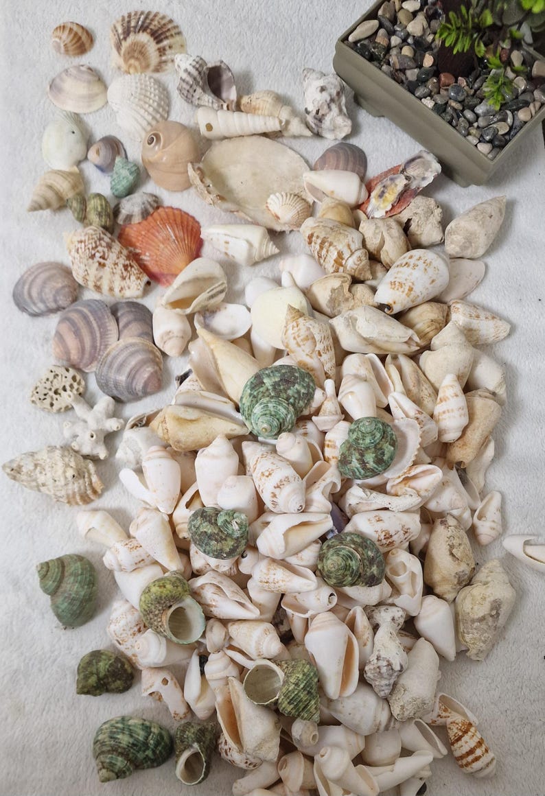 1.5kg Natural Seashell Mix – Coastal Ocean Treasures for Crafting ...