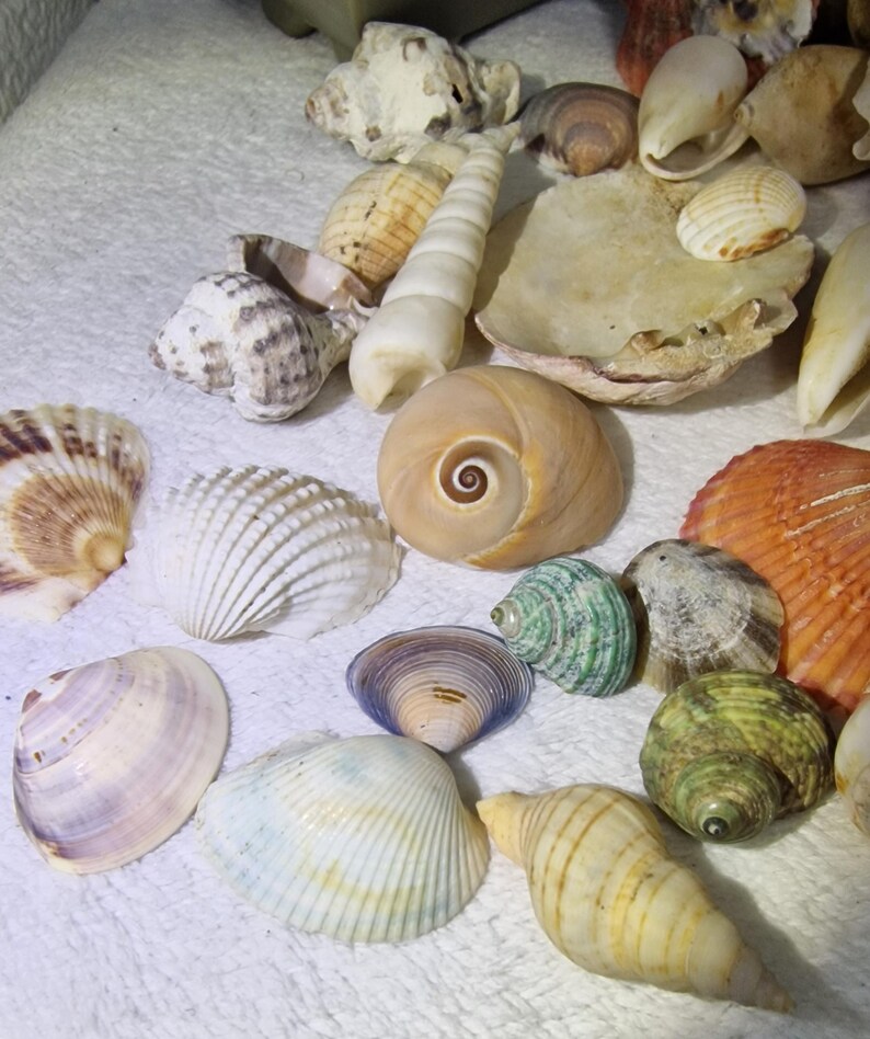 1.5kg Natural Seashell Mix – Coastal Ocean Treasures for Crafting ...