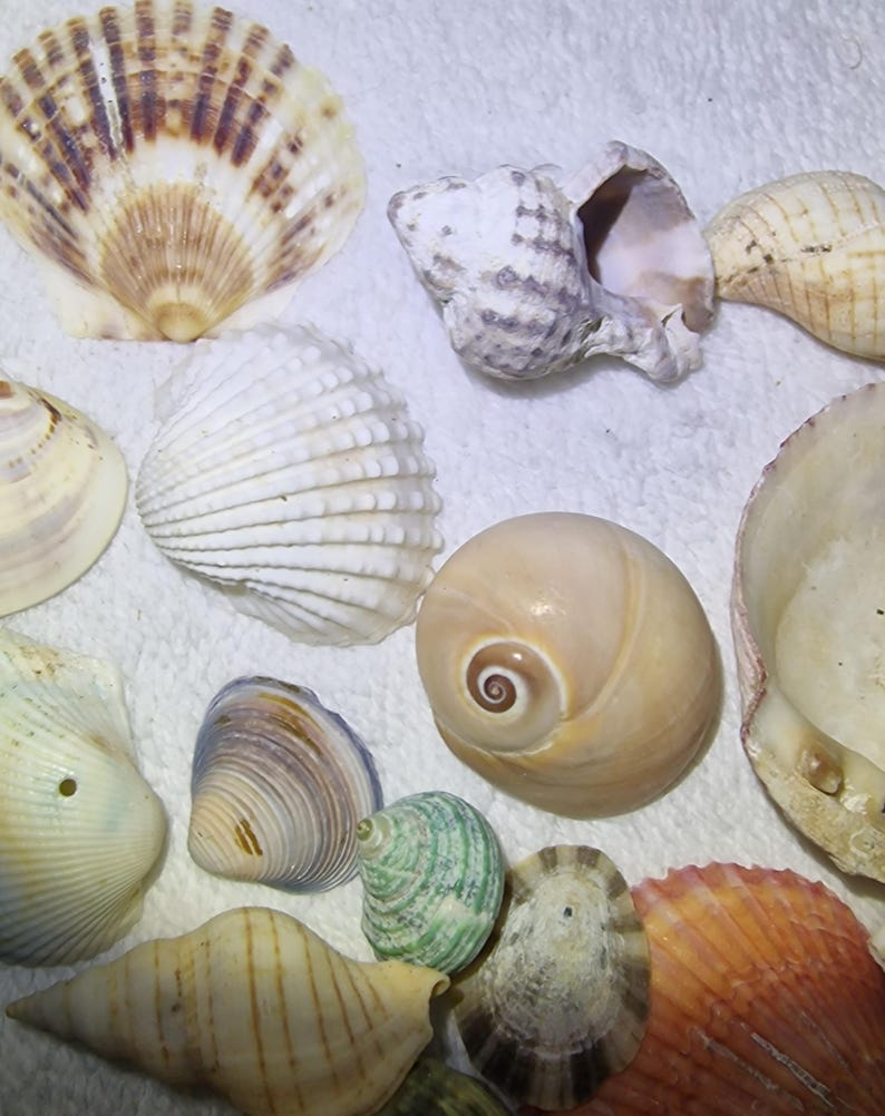 1.5kg Natural Seashell Mix – Coastal Ocean Treasures for Crafting ...