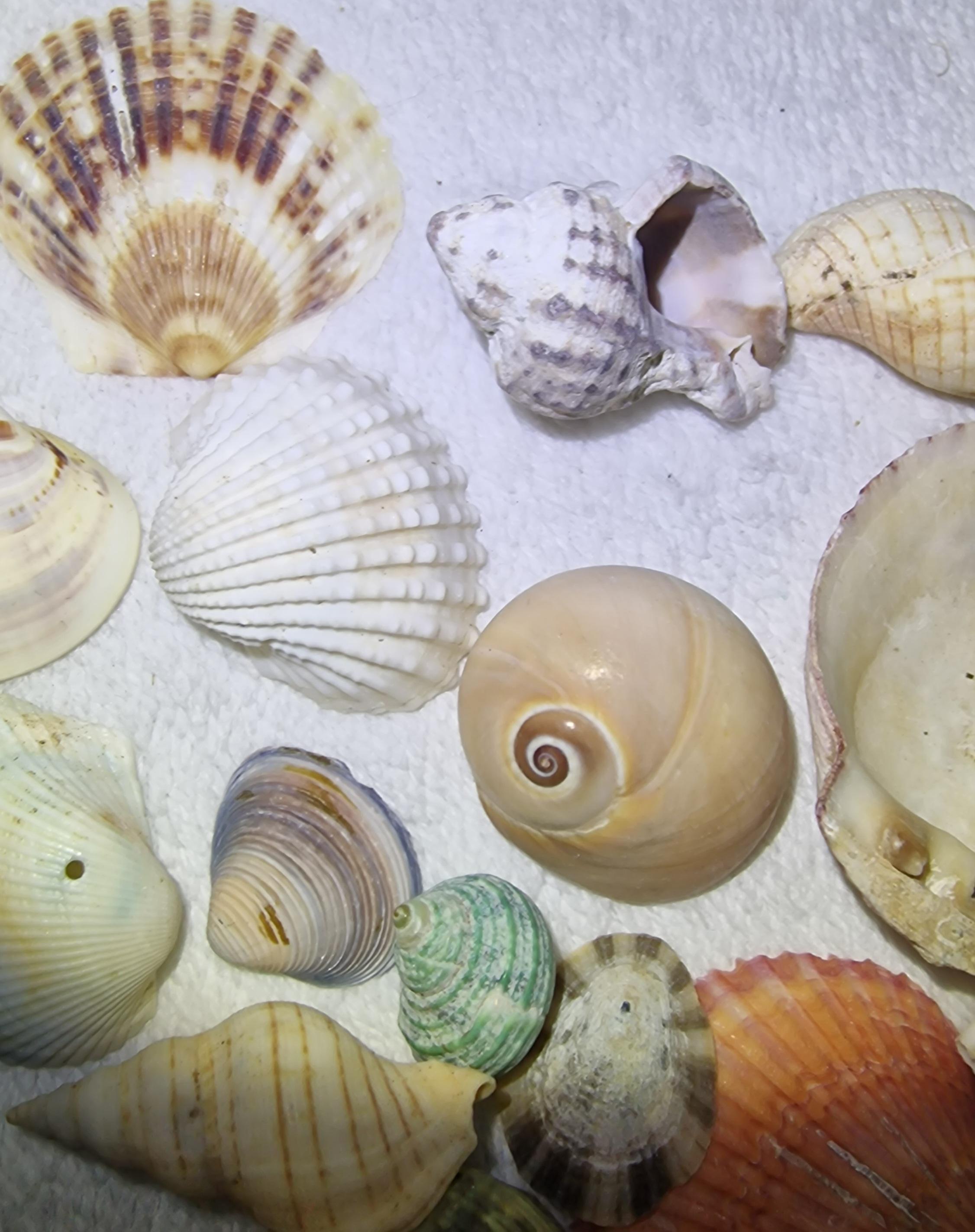 1.5kg Natural Seashell Mix – Coastal Ocean Treasures for Crafting ...