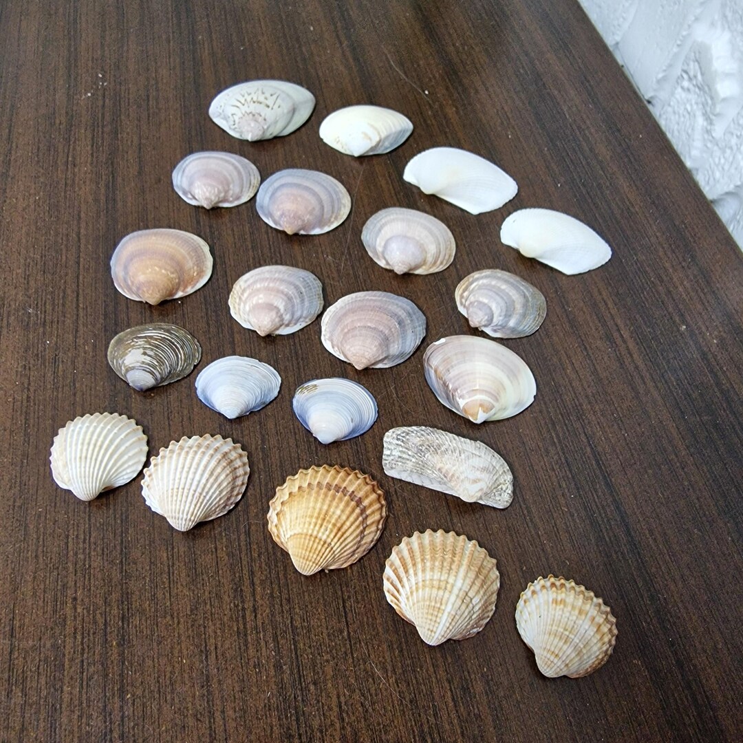 Mediterranean Seashell Collection – Exotic Ocean Shells, Marine Decor ...