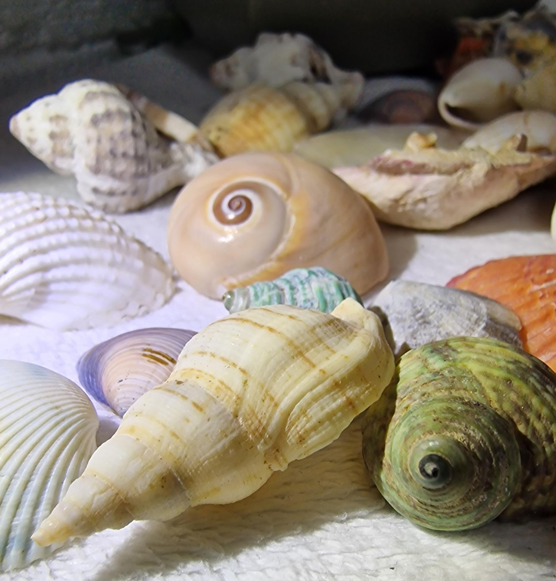 1.5kg Natural Seashell Mix – Coastal Ocean Treasures for Crafting ...