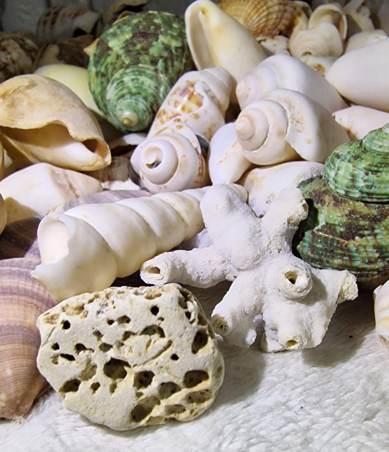 1.5kg Natural Seashell Mix – Coastal Ocean Treasures for Crafting ...