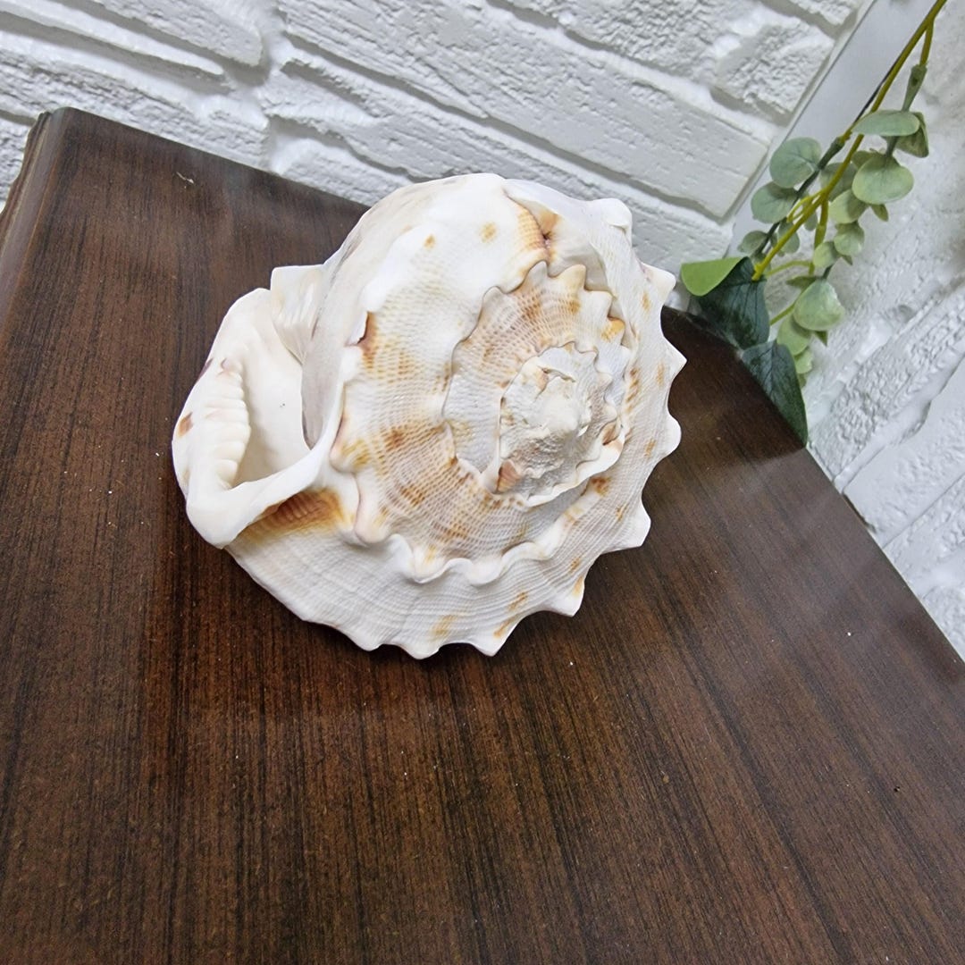 Rare Large Vintage Queen Helmet Sea Snail Shell - Emperor Cassis ...