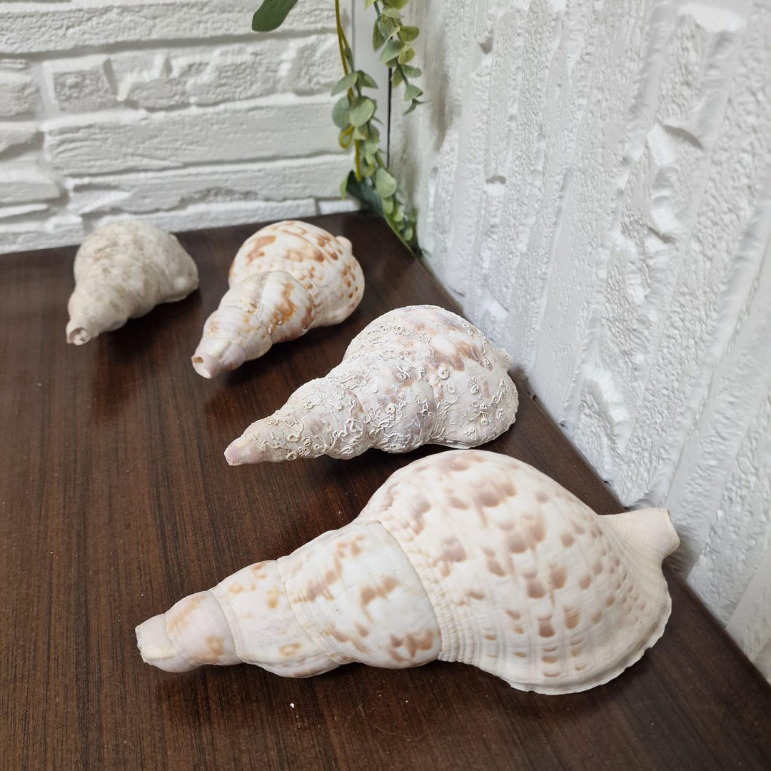 Lot of 4 Triton's Trumpet Sea Snail Shells - Natural Marine Decor ...