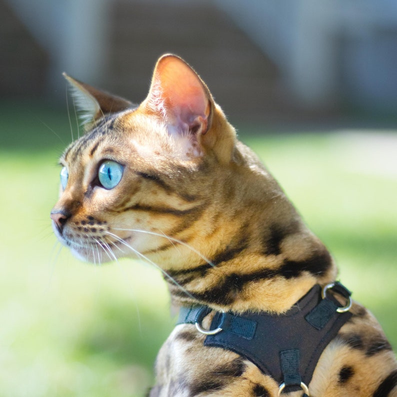 Houdini Escape-resistant Cat Harness and Leash Set - Lightweight ...