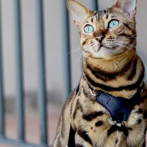 Houdini Escape-resistant Cat Harness and Leash Set - Lightweight ...