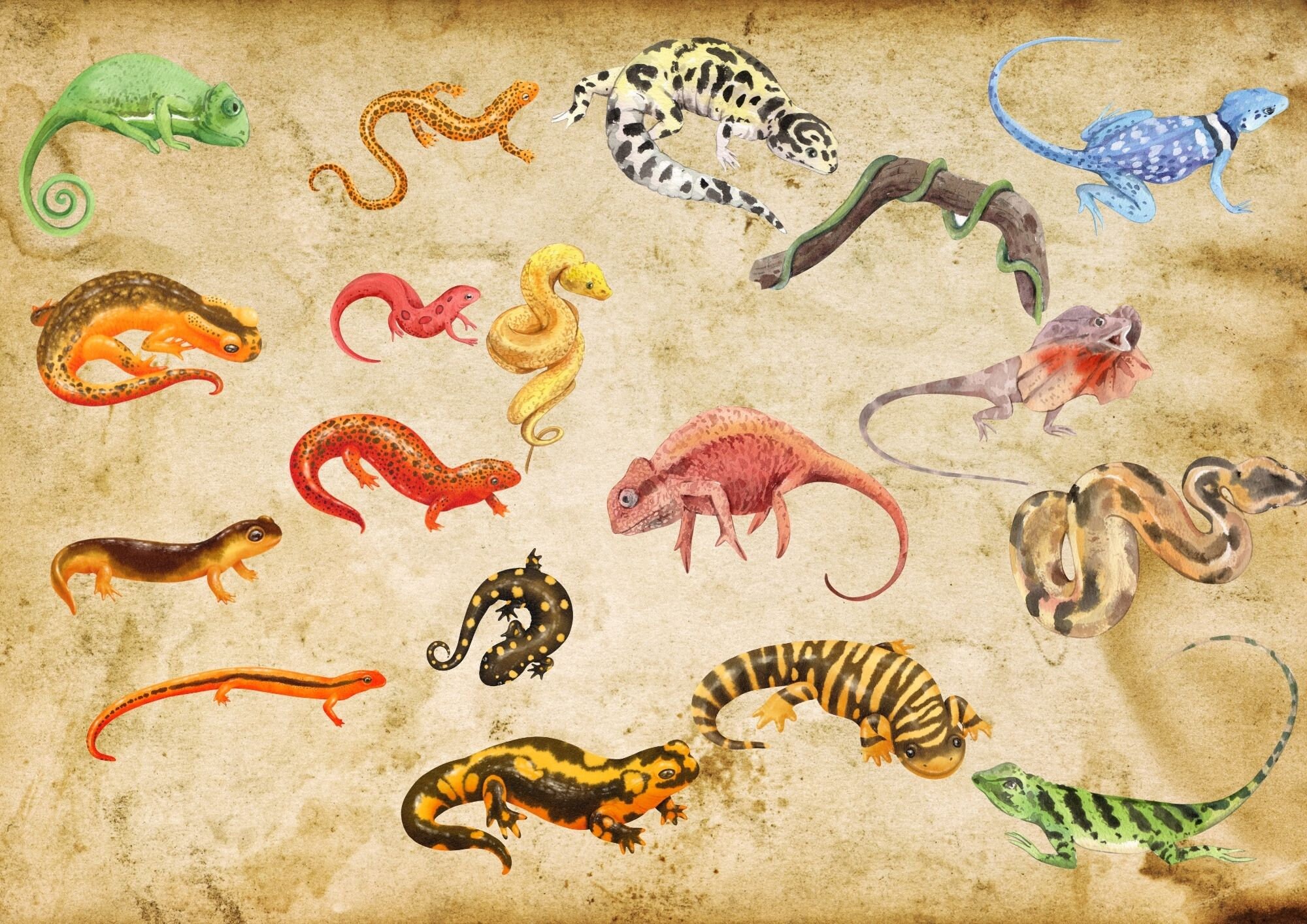 18 REPTILES Clipart Instant Download Transparent Lezards - Etsy