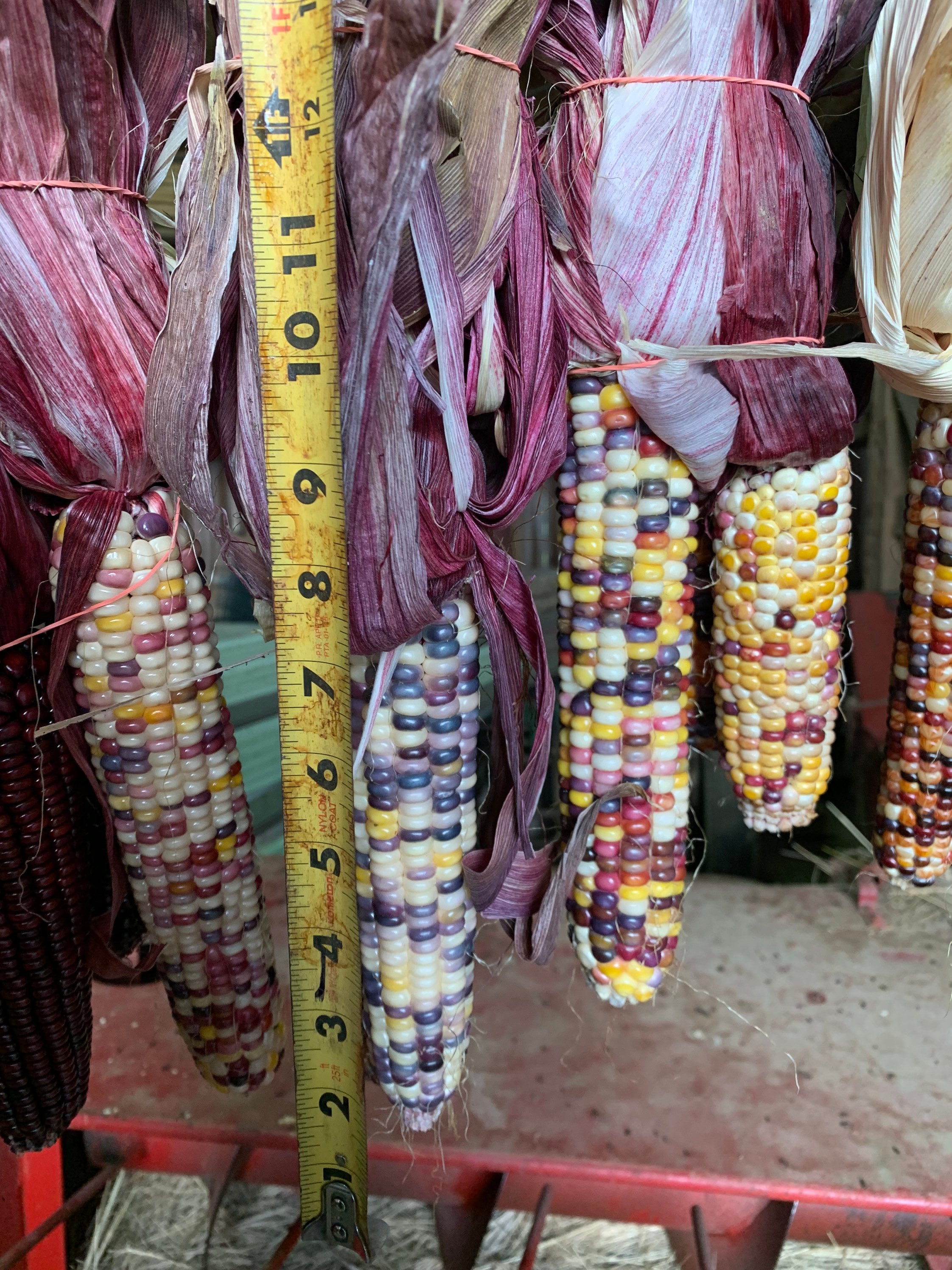 Indian Corn Multi Colored - Etsy