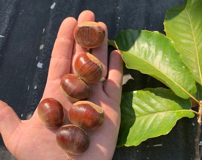 Fresh Chestnuts 5 Pounds - Etsy
