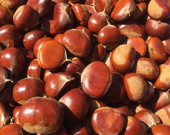 Fresh Chestnuts 10 Pounds - Etsy