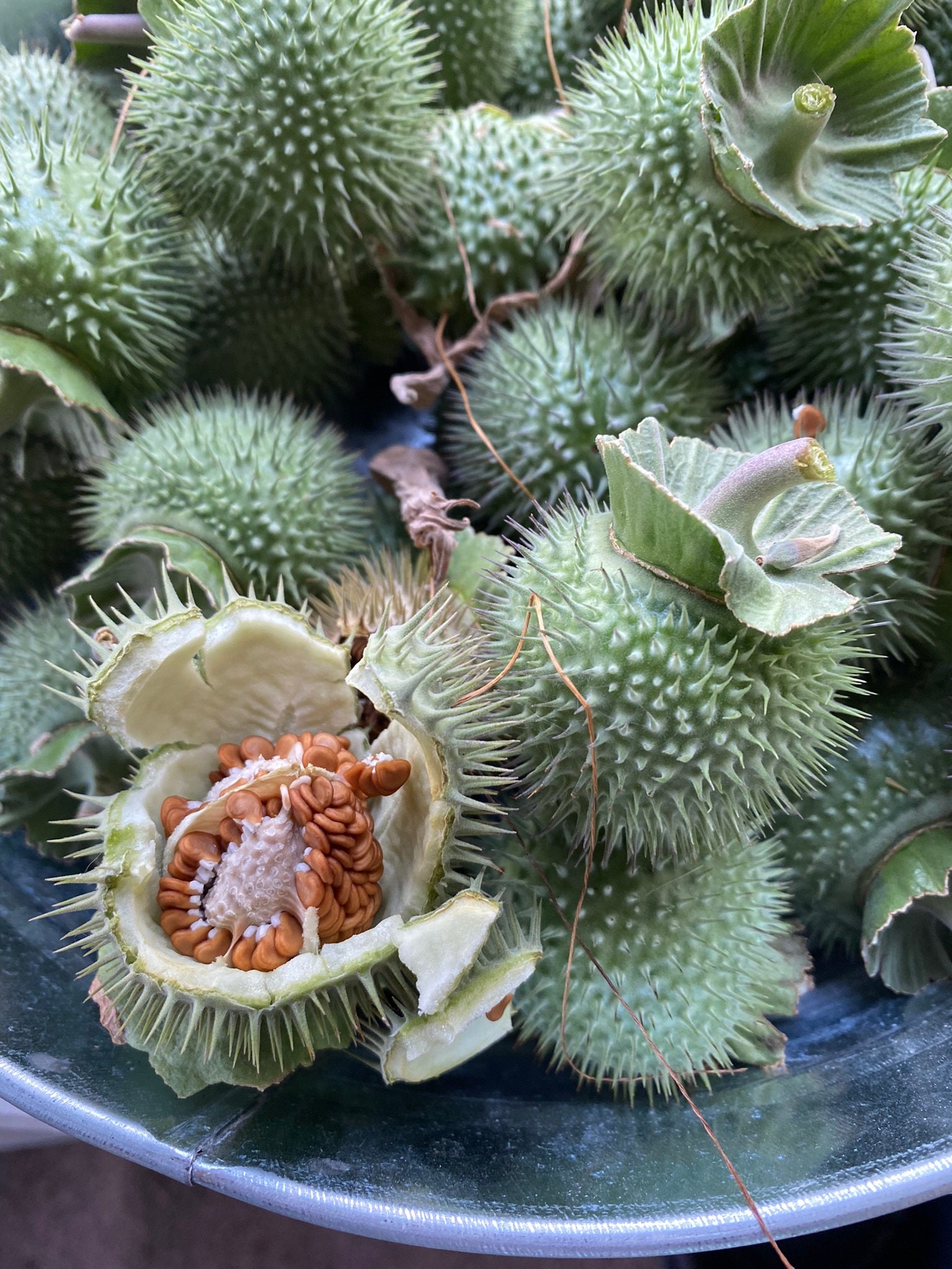 MOON FLOWER SEEDS - Etsy