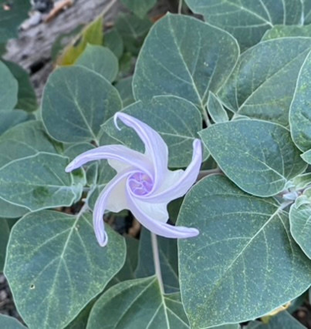 MOON FLOWER SEEDS - Etsy