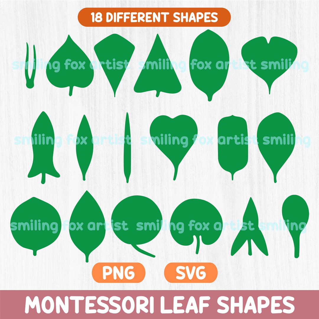 Montessori Leaf Shapes SVG & Clipart, Vector, PNG Files, Botany Cabinet ...