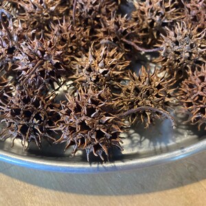 Sweet Gum Tree Balls - Crafts, Home Decor, Potpourri (60 Pieces) - Etsy