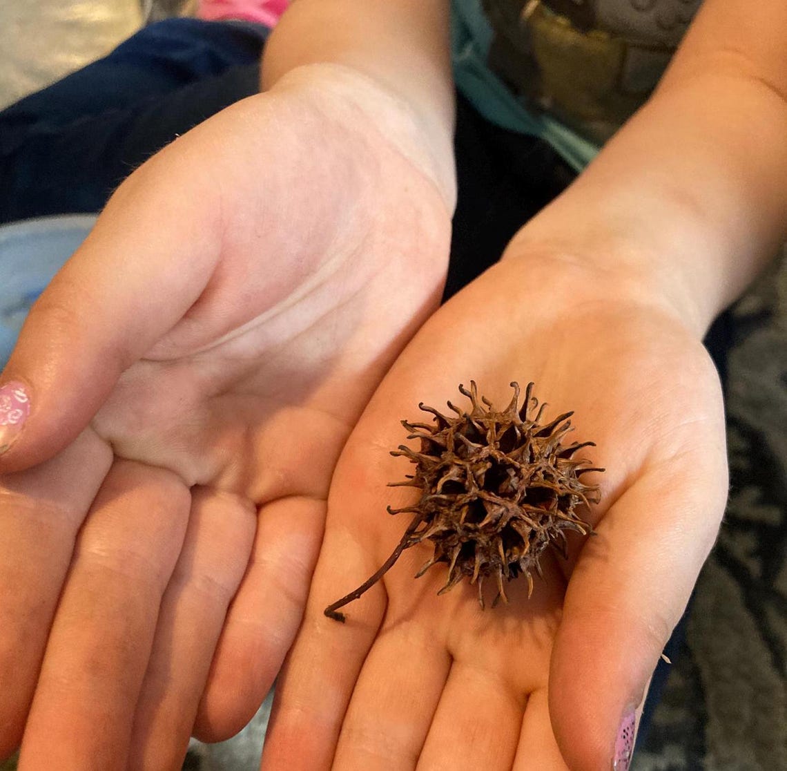 Sweet Gum Tree Balls - Crafts, Home Decor, Potpourri (60 Pieces) - Etsy