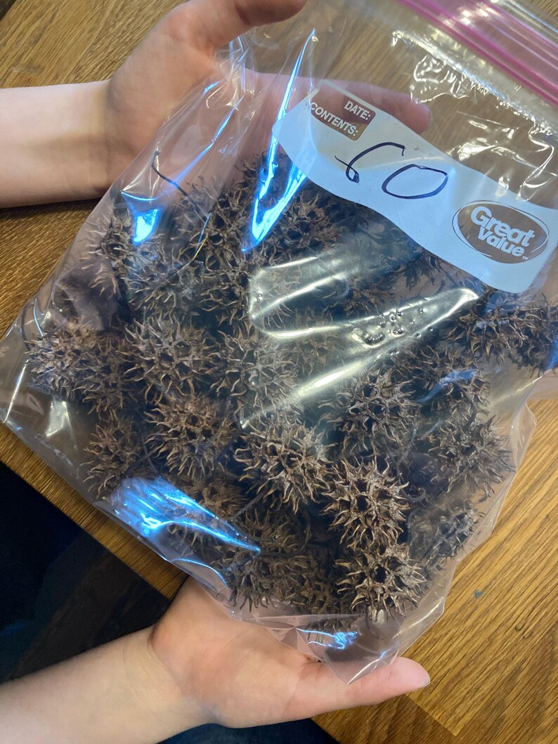 Sweet Gum Tree Balls - Crafts, Home Decor, Potpourri (60 Pieces) - Etsy