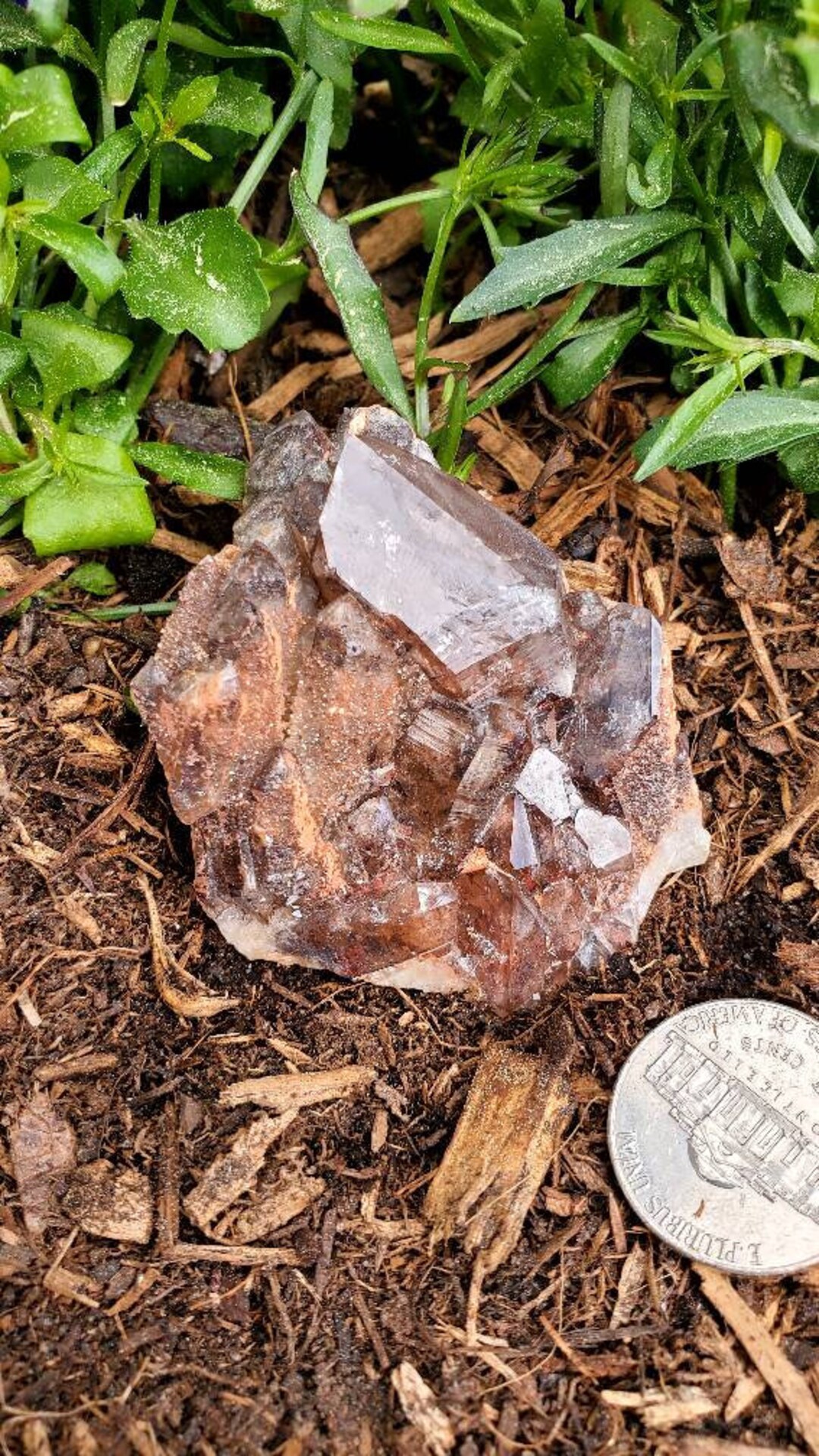 Very Rare Colorado Red Spirit Quartz Cactus Quartz - Etsy