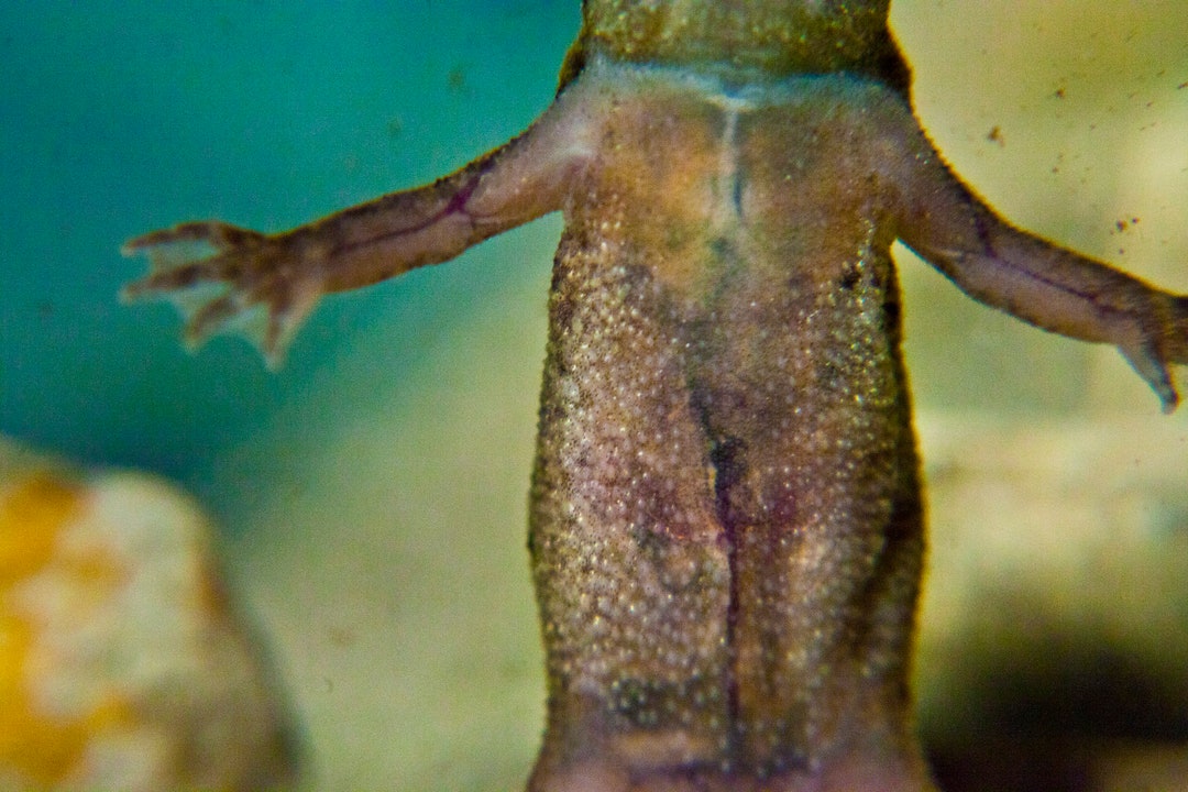 Underwater Study of African Dwarf Frog - Etsy