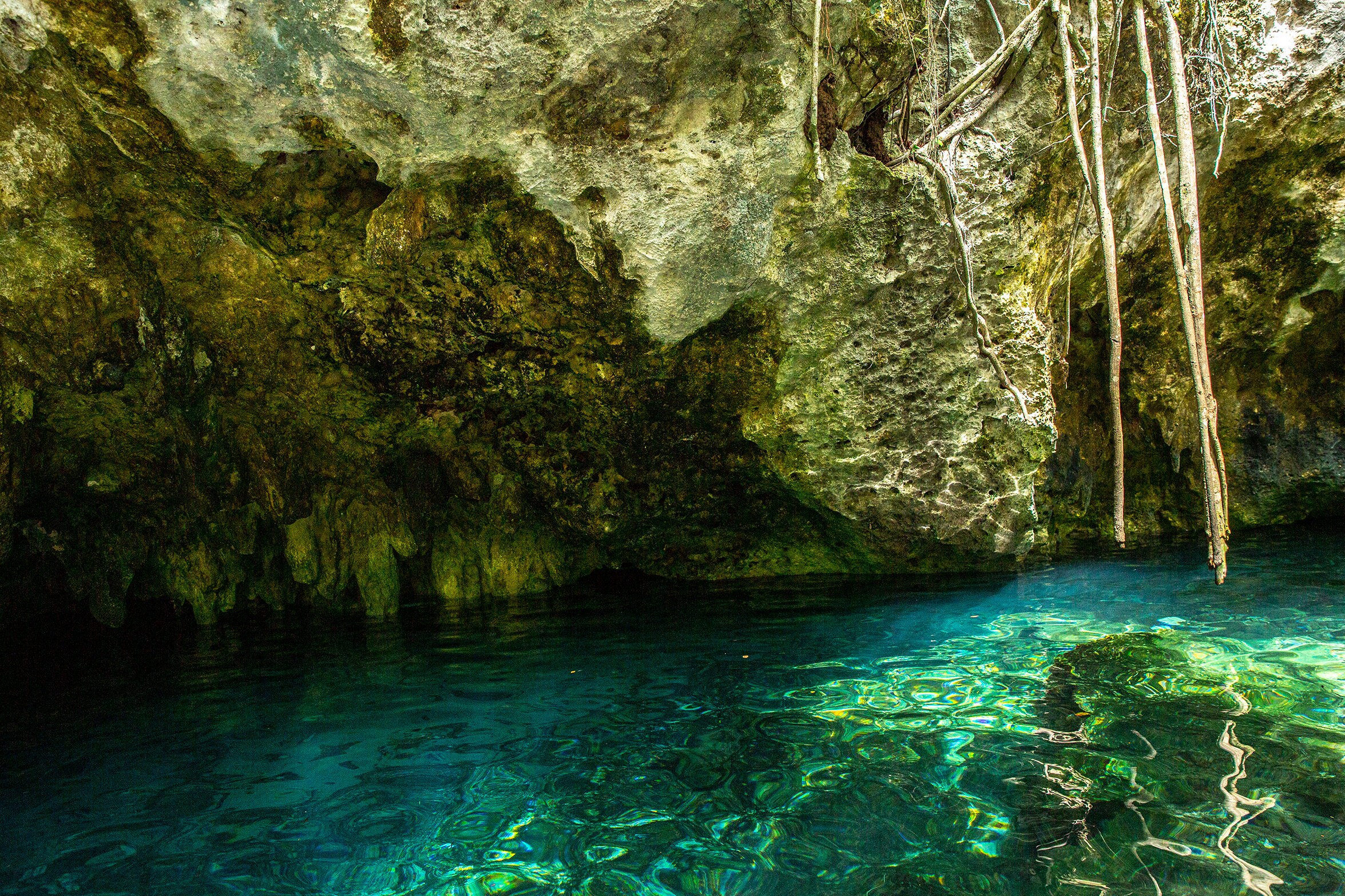 Cenote Cave Tree 2 - Etsy