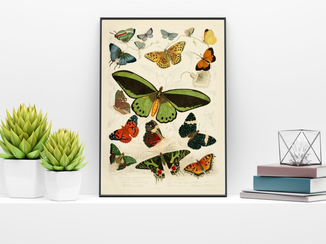 Butterfly Wall Art Print, Vintage Illustration, Printable Home Decor ...