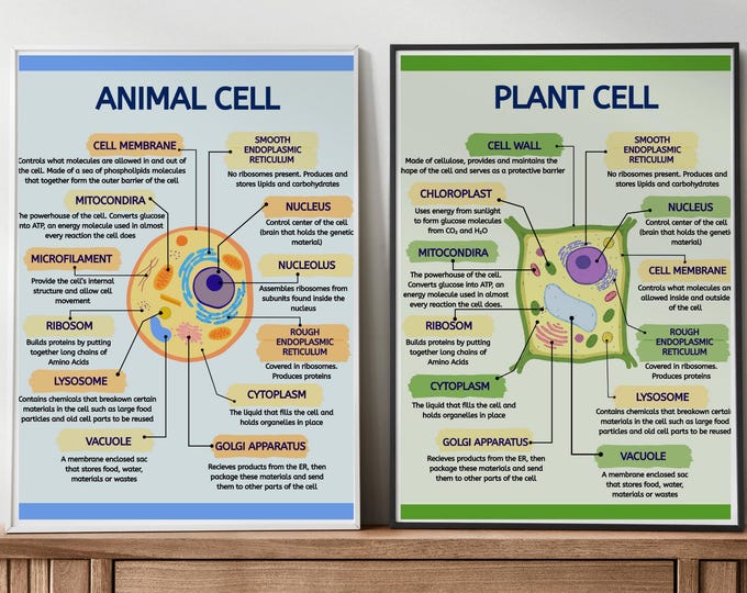EDUCATIONAL- Animal Cell Poster - Etsy