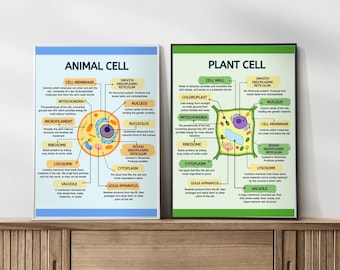 EDUCATIONAL- Animal Cell Poster - Etsy