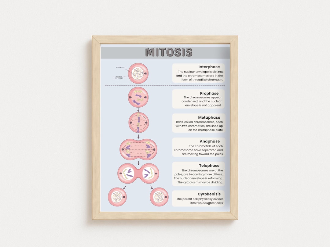 Mitosis Poster, Cell Division Biology Chart, Science Classroom Decor ...
