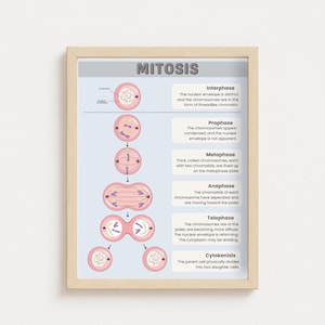 Mitosis Poster, Cell Division Biology Chart, Science Classroom Decor ...