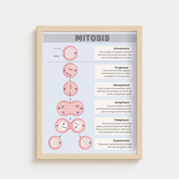 Biology Poster - Etsy