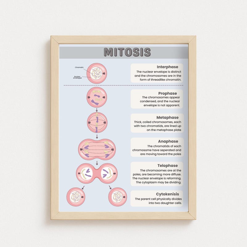 Mitosis Poster - Etsy