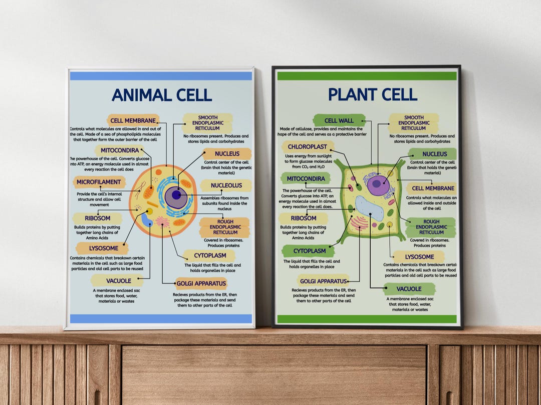 Animal & Plant Cell Structure Poster Set, Science Classroom Decor ...
