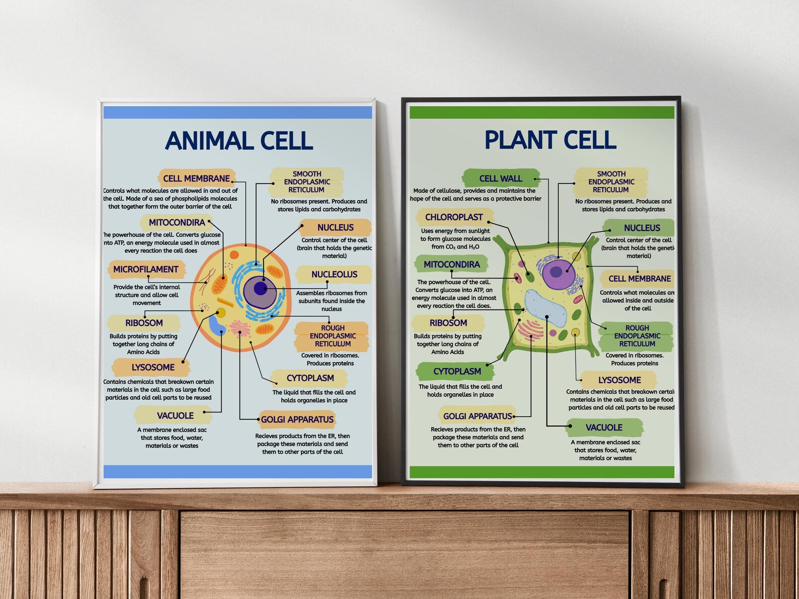Animal & Plant Cell Poster Set, Cell Structure Poster, Printable ...