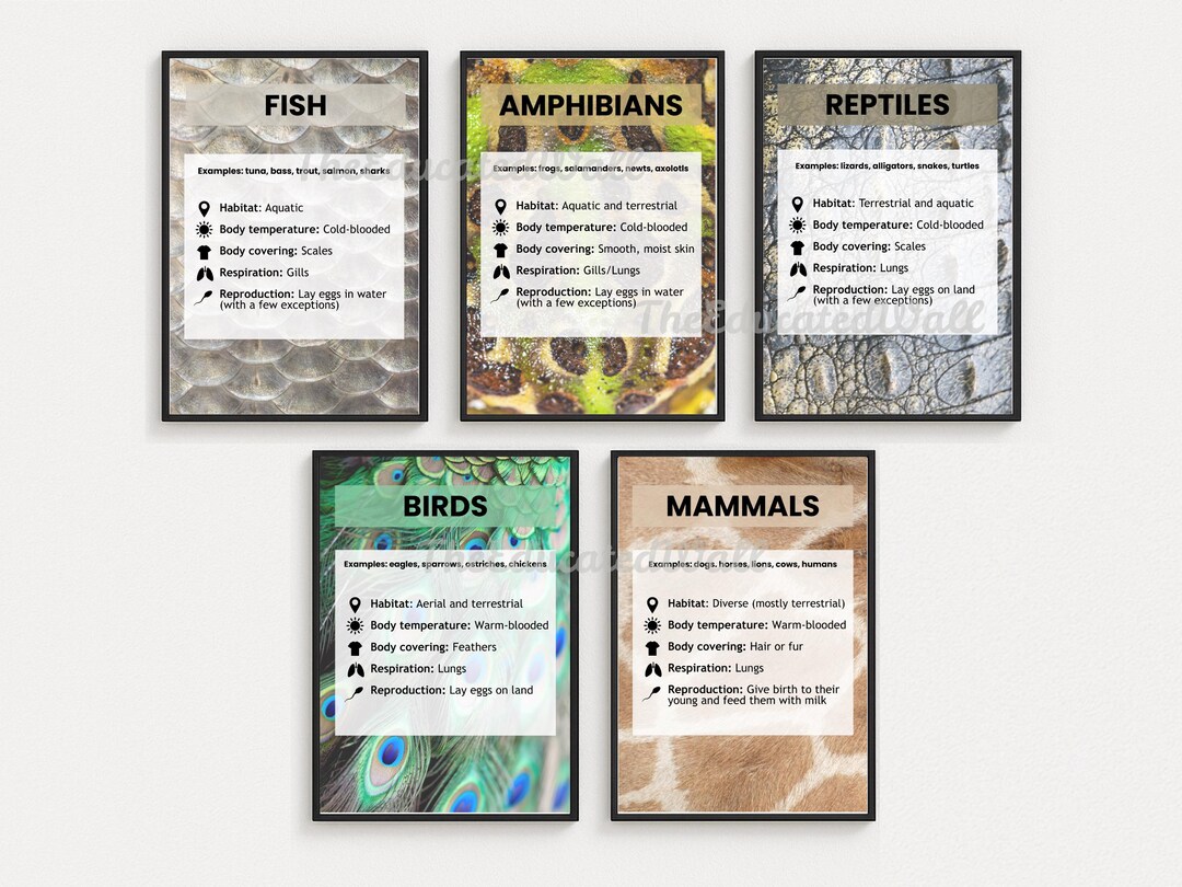Vertebrate Poster Set, Biology Classroom Decor (digital Download) - Etsy