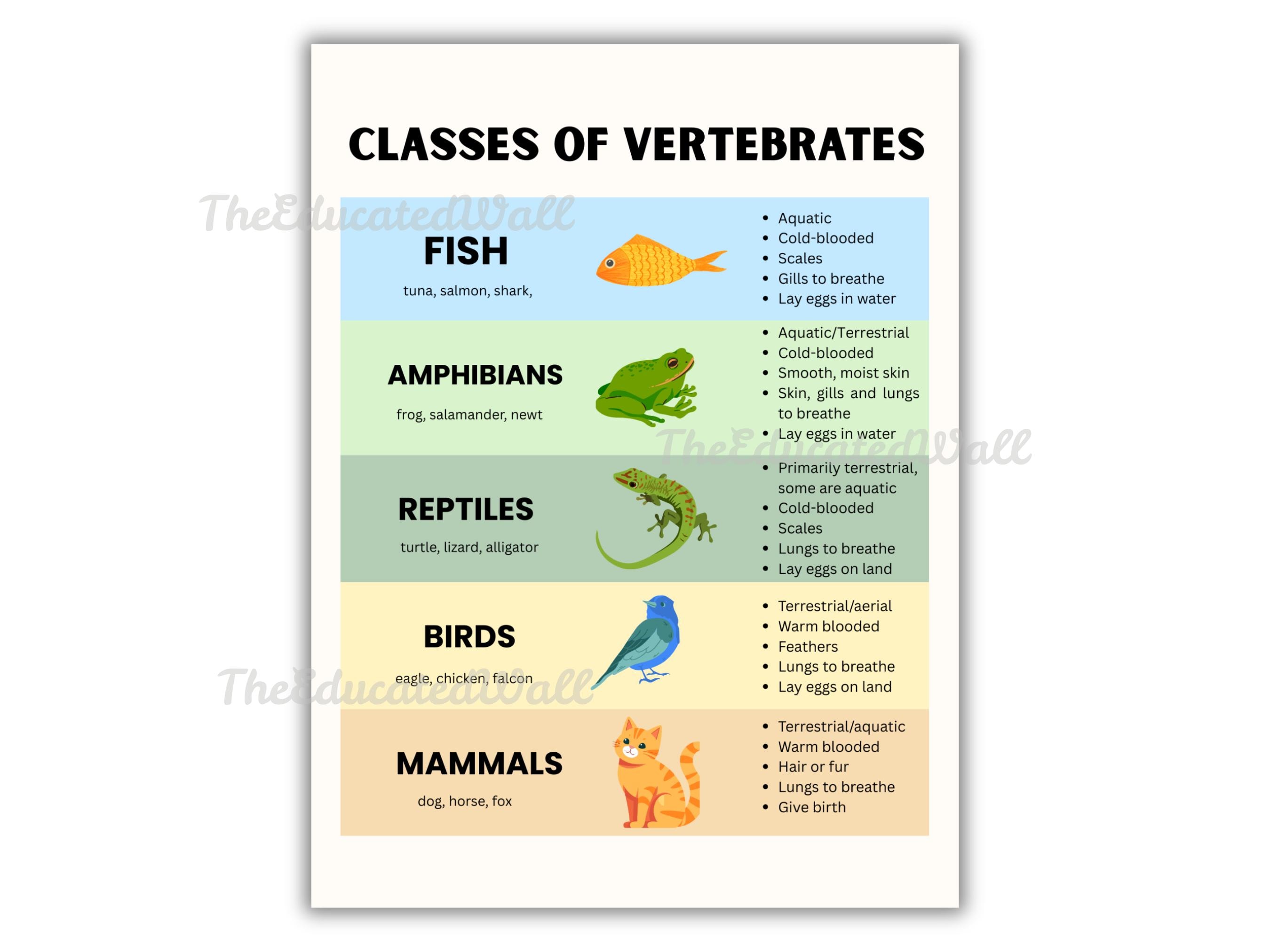 Vertebrate Classification Chart, Biology Classroom Poster (digital ...