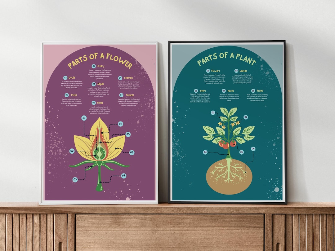 Parts of a Plant and Flower Posters Set of 2, Biology Science Classroom ...