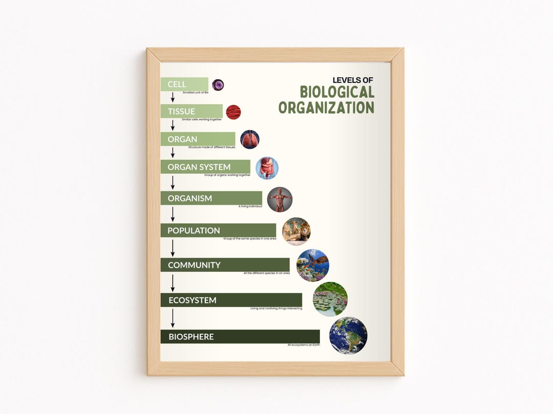 Levels of Biological Organization Poster, Ecology Classroom Decor ...