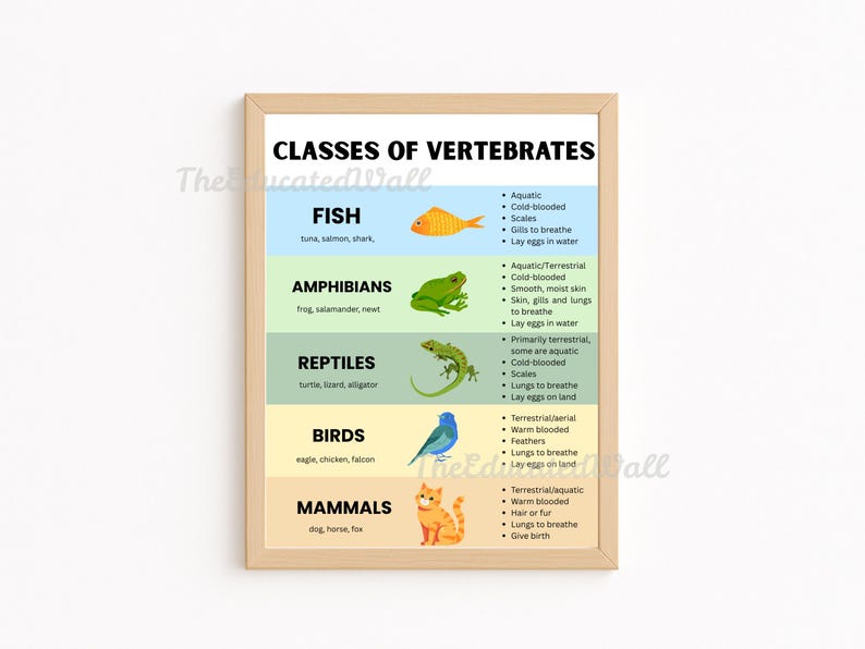 Tabla de clasificación de vertebrados, póster científico de las 5 ...