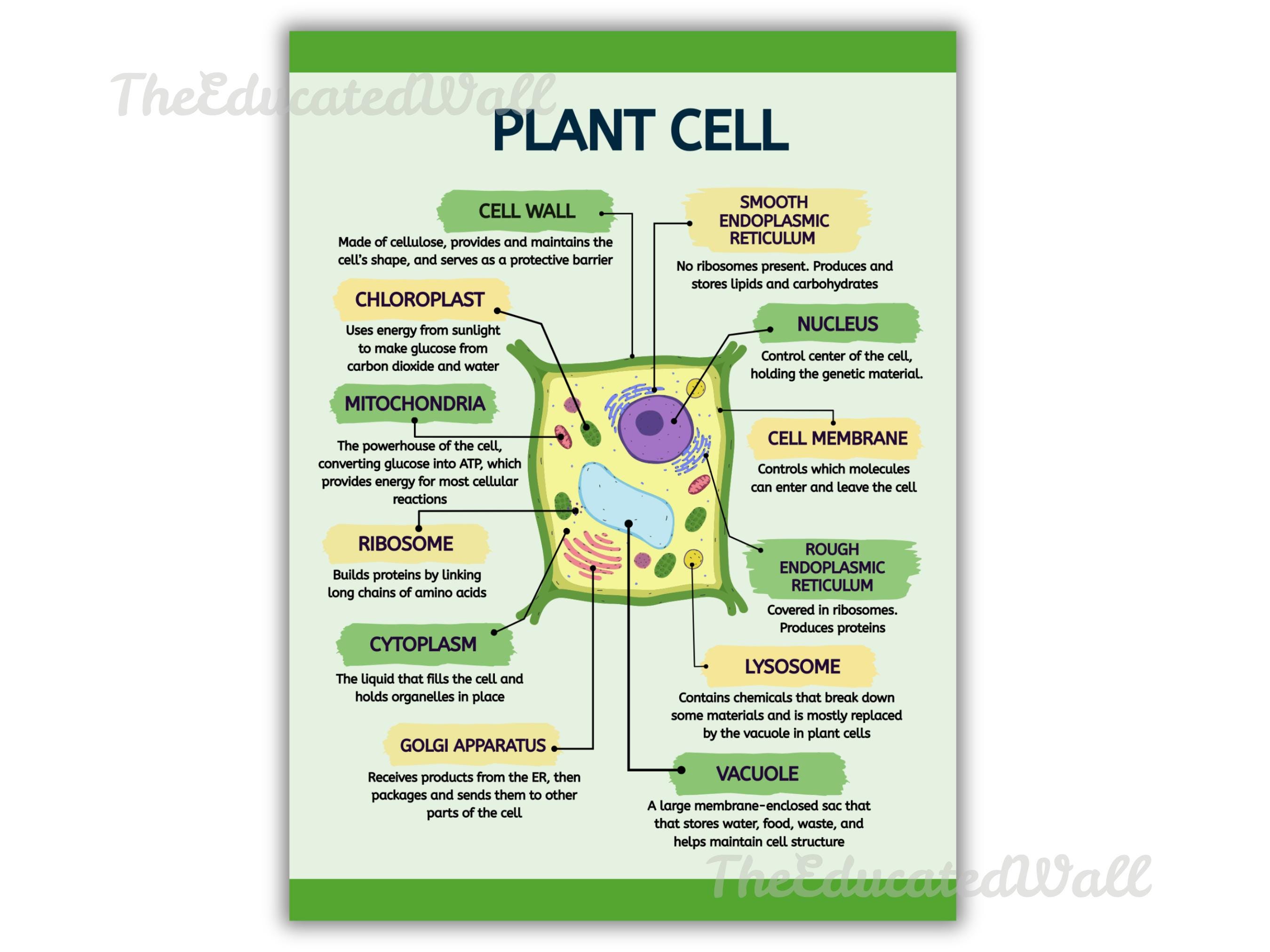 Animal & Plant Cell Structure Poster Set, Biology Classroom Decor ...
