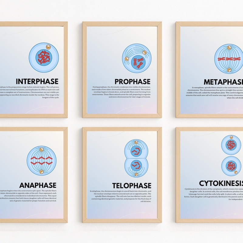 Mitosis Poster - Etsy