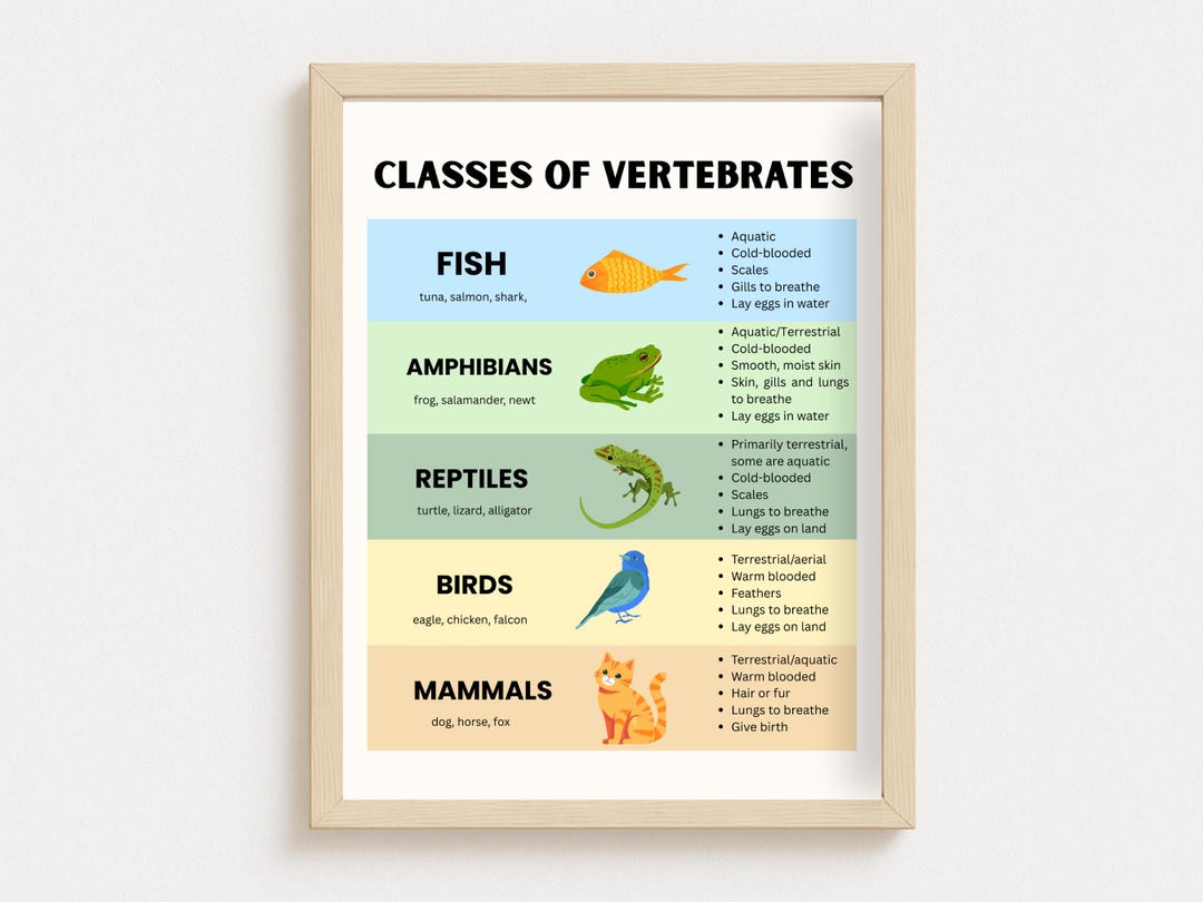 Vertebrate Classification Chart, Biology Classroom Poster (digital ...