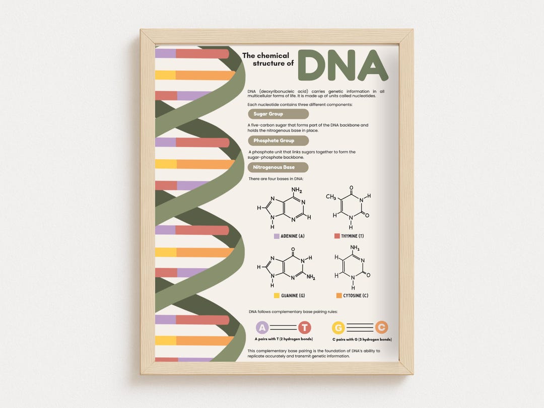 DNA Structure Poster, DNA Chart, Nucleotide Diagram, Biology Classroom ...