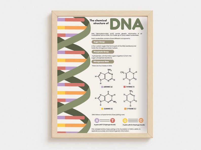 DNA Structure Poster, DNA Chart, Nucleotide Diagram, Biology Classroom ...