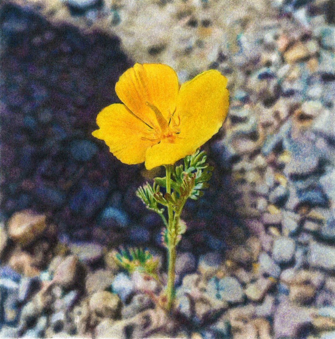 Promise Colored Pencil Giclée Art Print Wall Decor Vibrant - Etsy