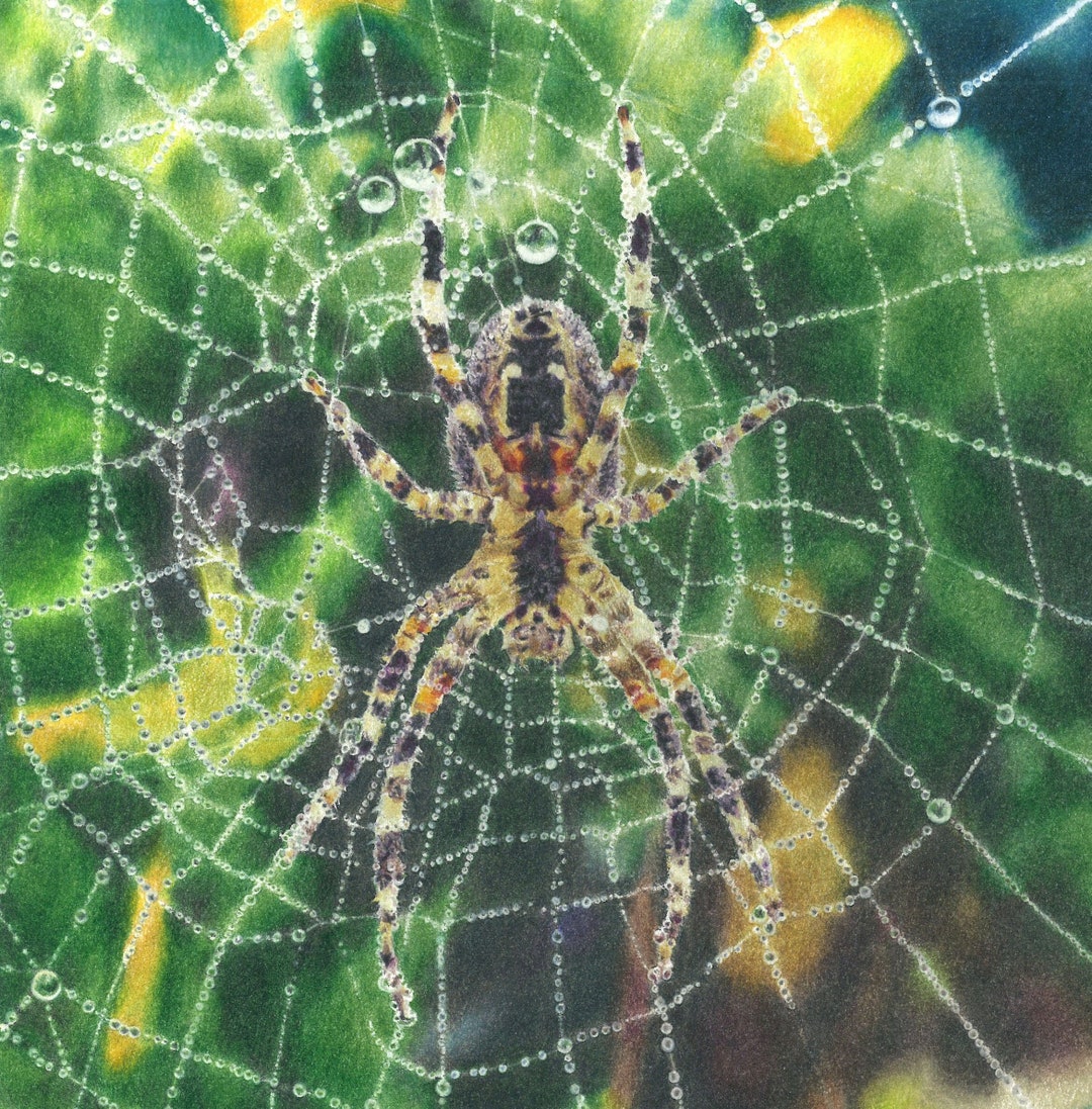 Spider's Web Colored Pencil Giclée Art Print, Wall Decor, Vibrant Wall ...